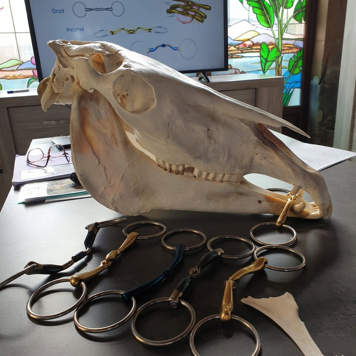 Prestations - Equine Bit Fitting